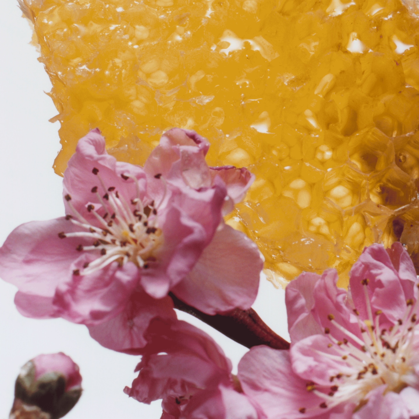 Nectarine Blossom & Honey Body & Hand Wash | Jo Malone London