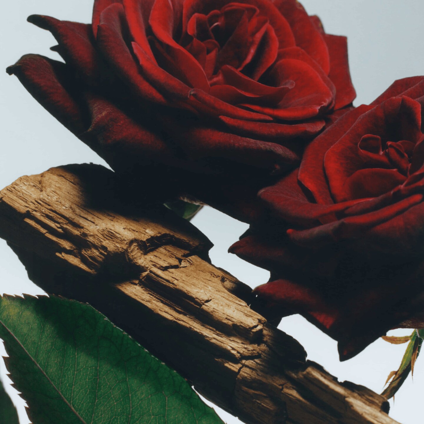 Velvet Rose & Oud Cologne Intense | Jo Malone London